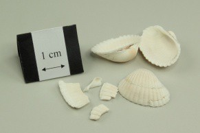 Chinese Herbal Medicine Database